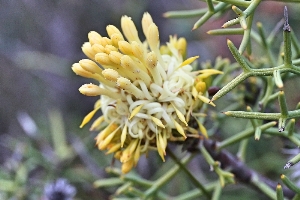 Australian Plants - Proteaceae